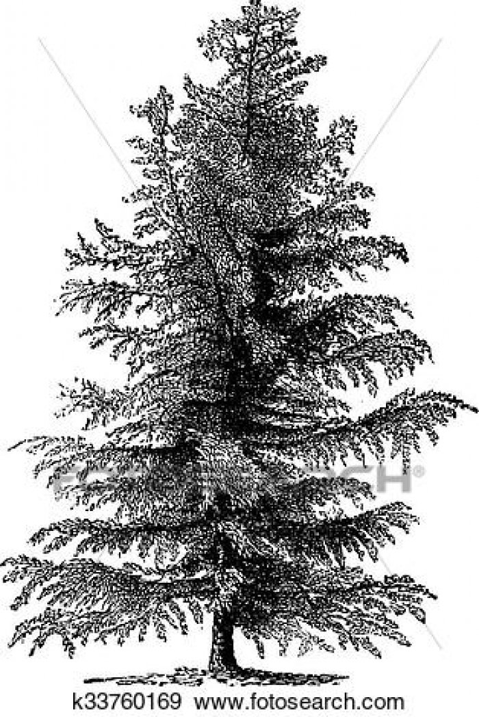 Avrupa melezi | Botanik Ladin