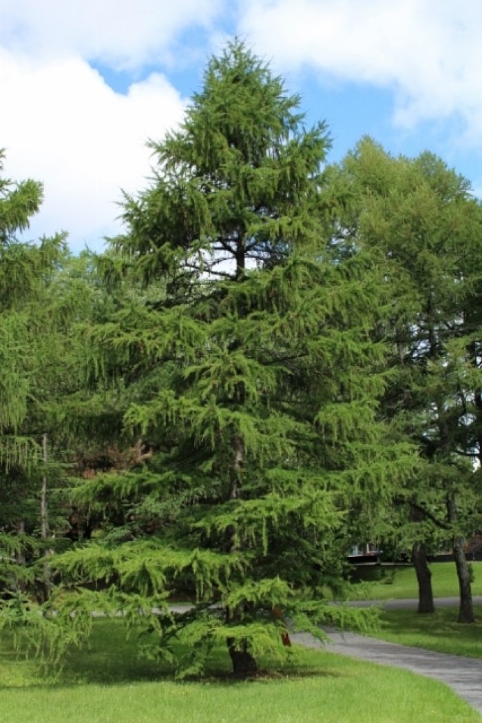 Avrupa melezi | Botanik Ladin