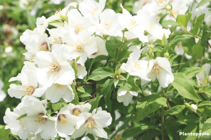 Filbahri | Botanik Ladin