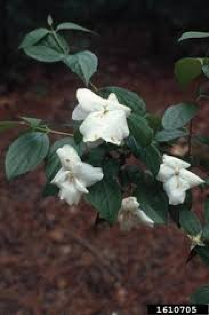 Filbahri | Botanik Ladin