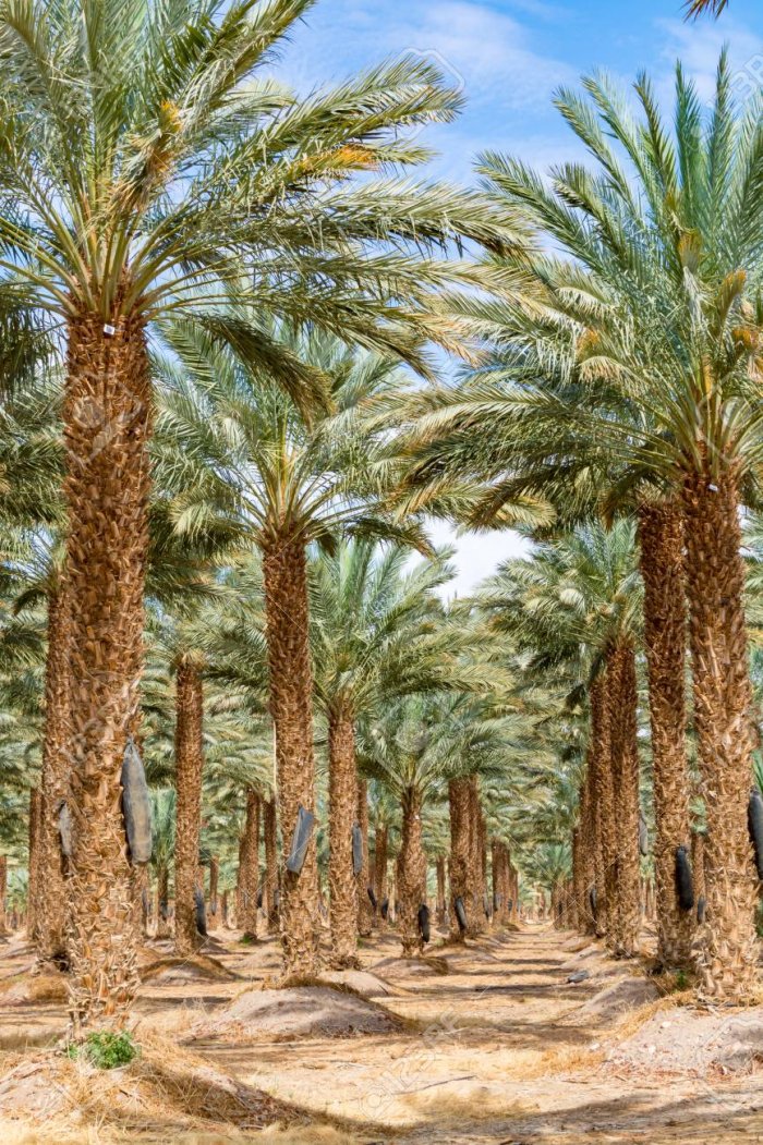 Hurma | Botanik Ladin