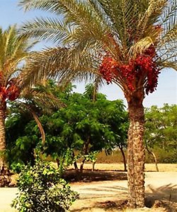 Hurma | Botanik Ladin