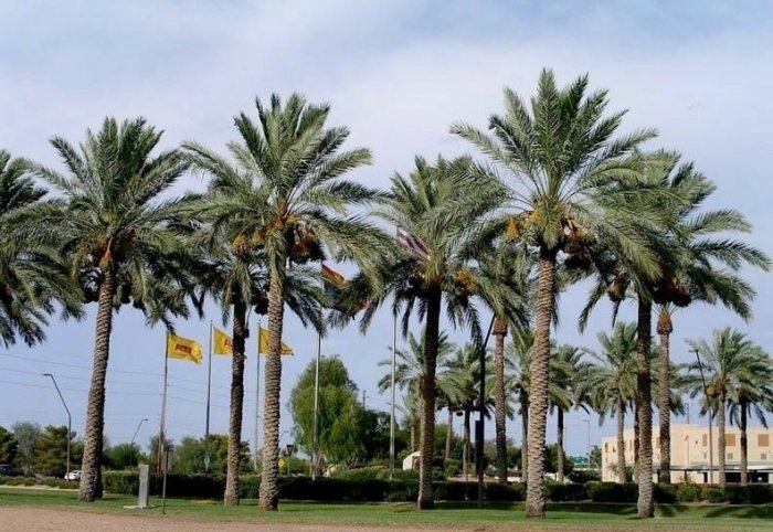 Hurma | Botanik Ladin