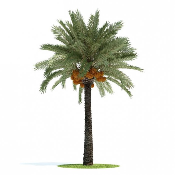 Hurma | Botanik Ladin