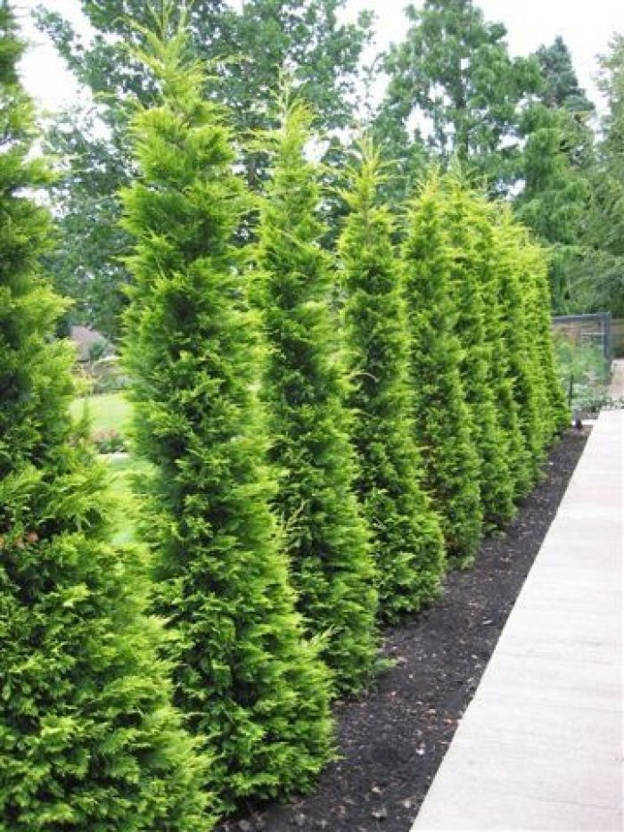 Leylandi | Botanik Ladin