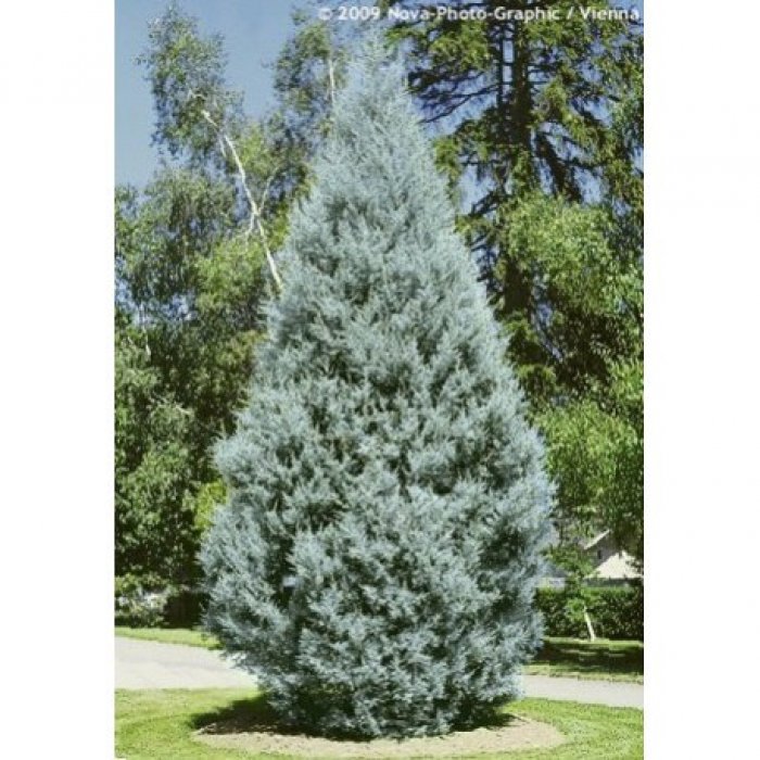 Mavi arizona servi | Botanik Ladin