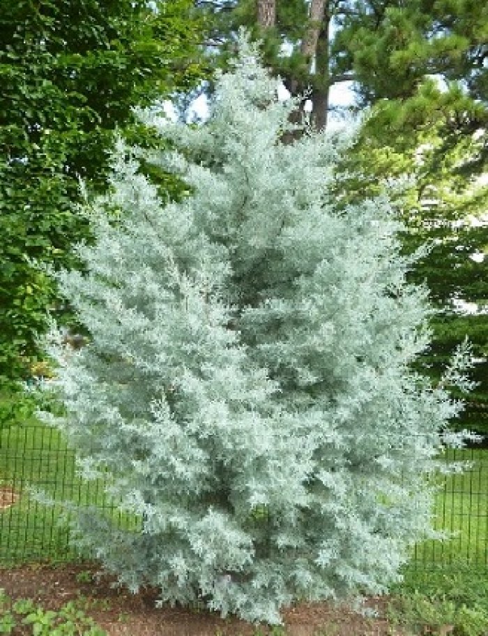 Mavi arizona servi | Botanik Ladin