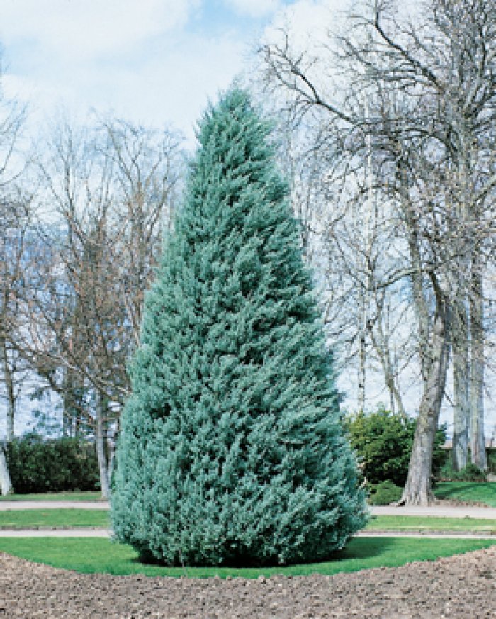 Mavi arizona servi | Botanik Ladin