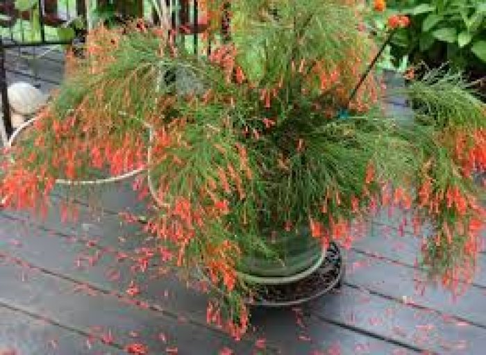 Mercan Çiçeği | Botanik Ladin