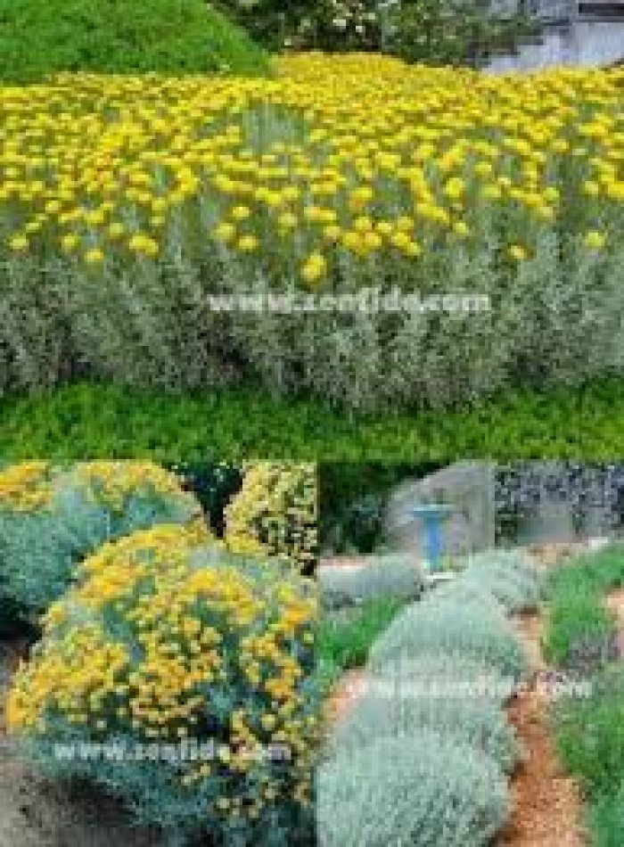 Santolin | Botanik Ladin