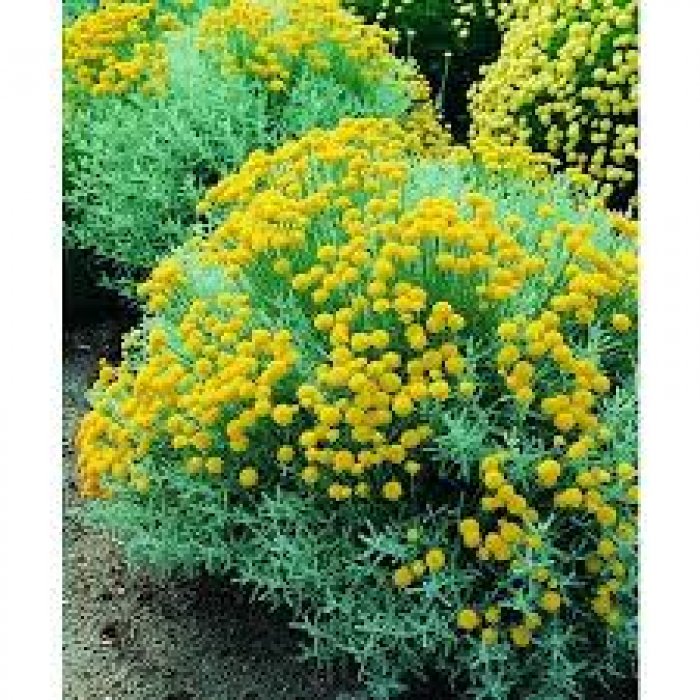 Santolin | Botanik Ladin