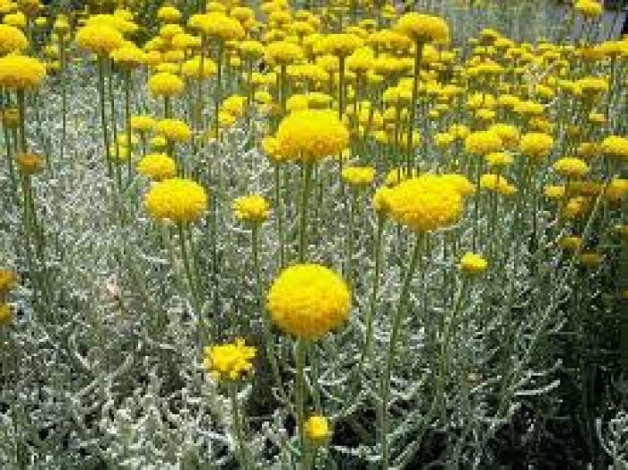 Santolin | Botanik Ladin