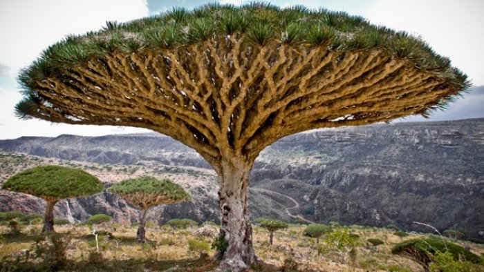 Sekoya ağacı | Botanik Ladin