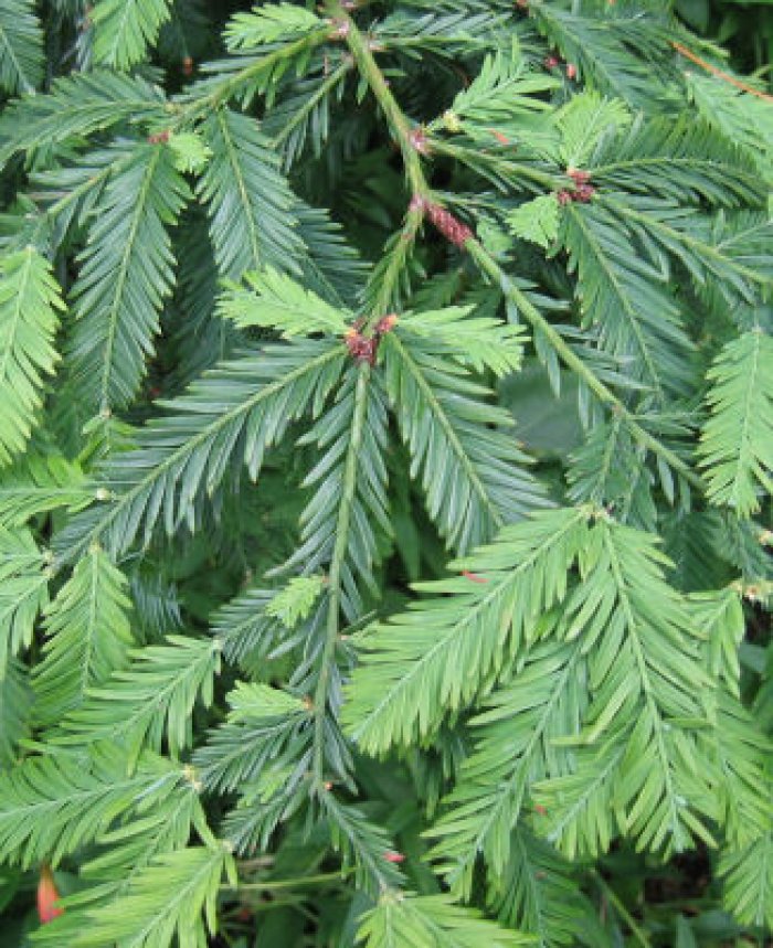 Sekoya ağacı | Botanik Ladin