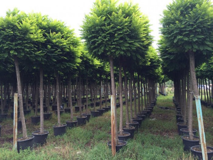 Top akasya | Botanik Ladin