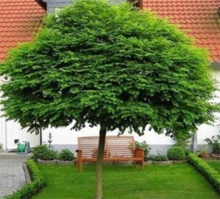 Top akasya | Botanik Ladin