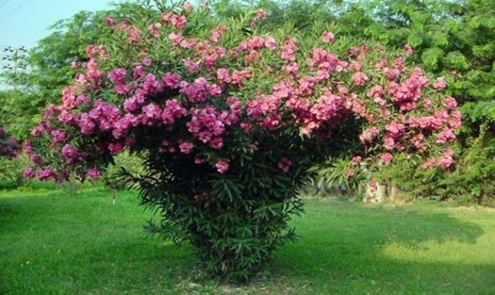 Zakkum | Botanik Ladin